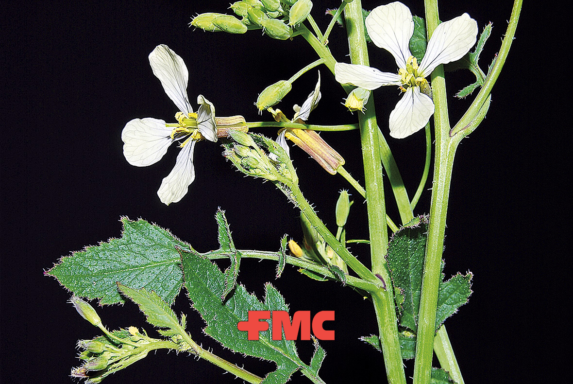 Raphanus raphanistrum | Guía de malas hierbas | FMC